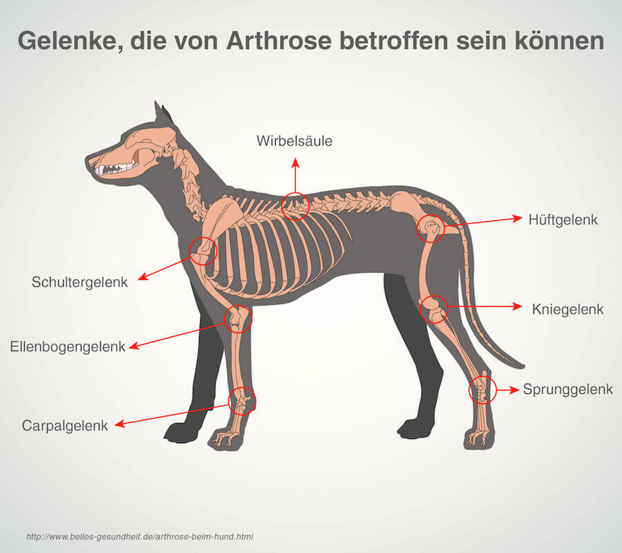 Arthrose beim Hund - Symptome & Behandlung Arthrose beim Hund - Symptome & Behandlung